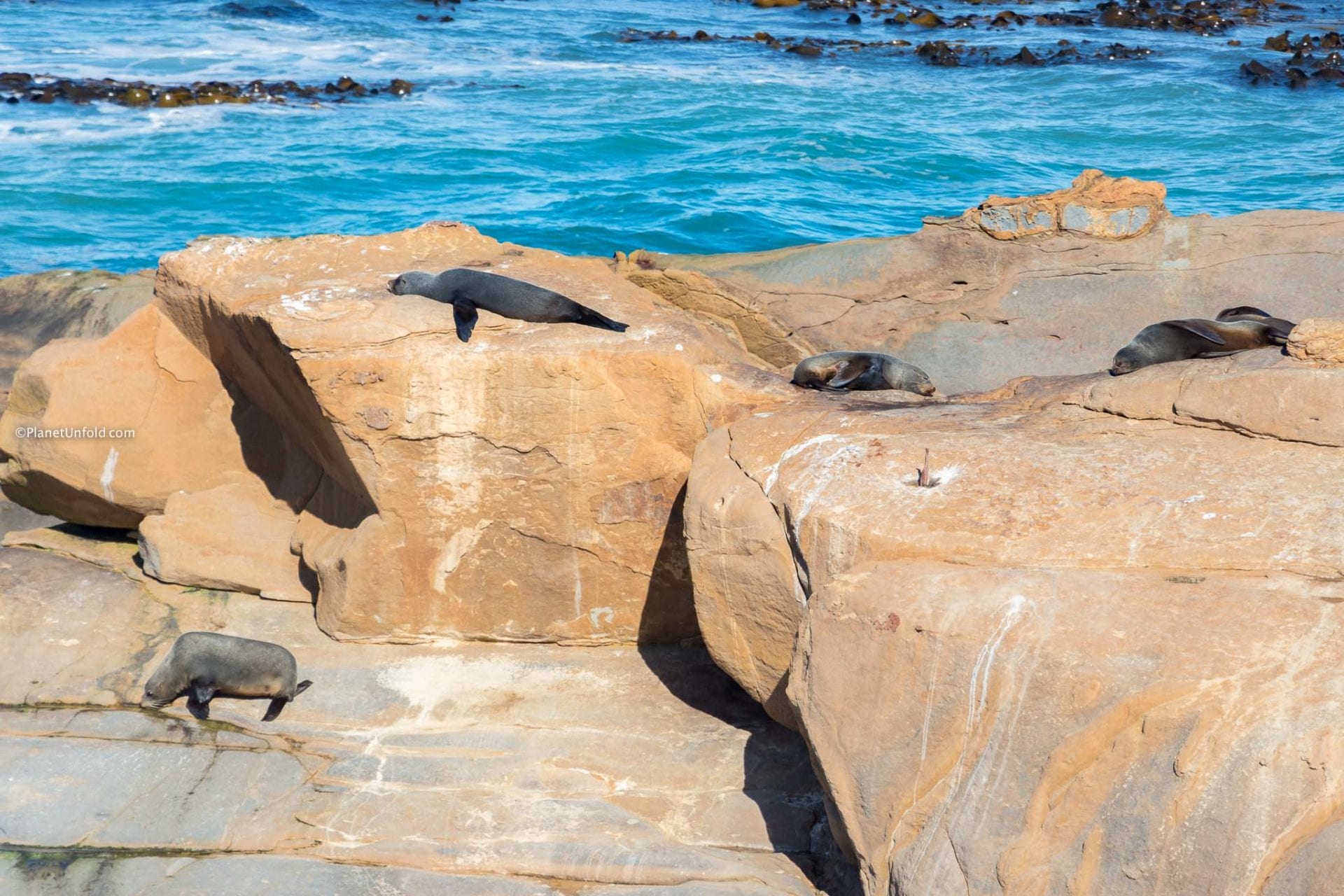 Day 11: Dunedin to Lake Pukaki & Tekapo | Planet Unfold